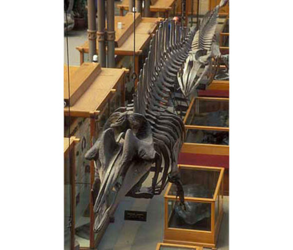 Blue whale | The Learning Zone