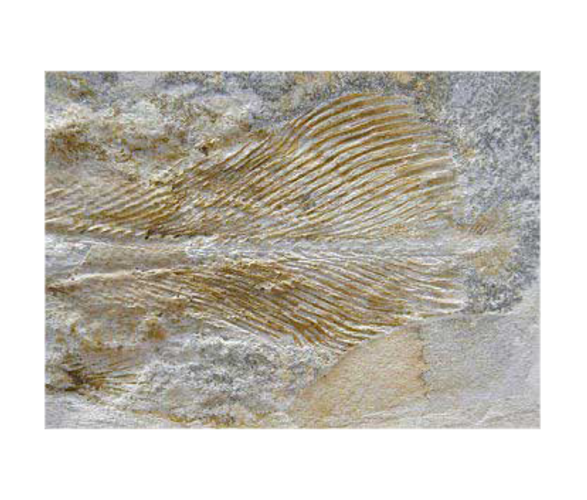 Coelacanth | The Learning Zone