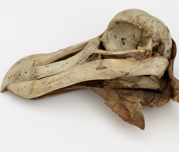 Dodo | The Learning Zone