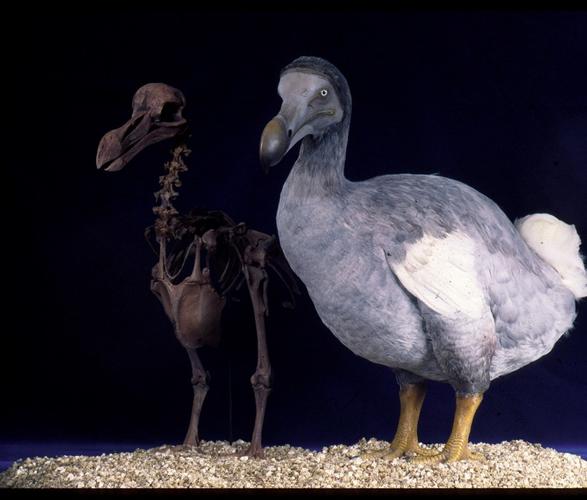 Dodo | The Learning Zone