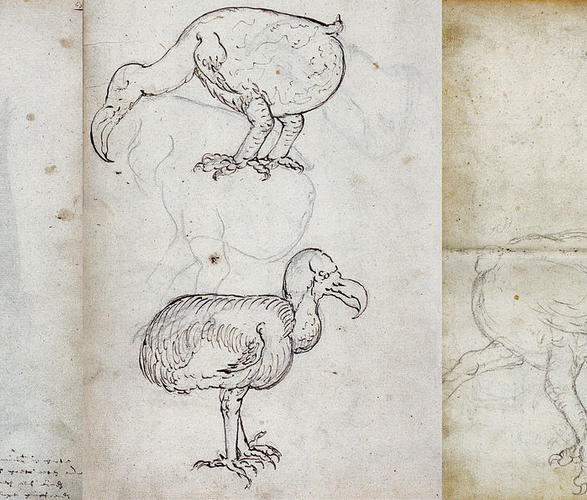 Dodo | The Learning Zone