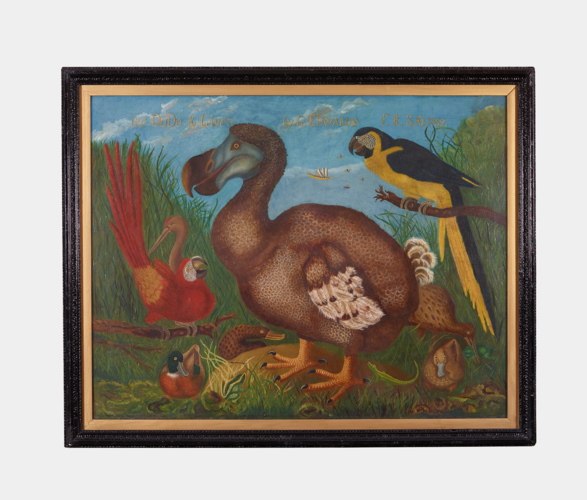 Dodo | The Learning Zone