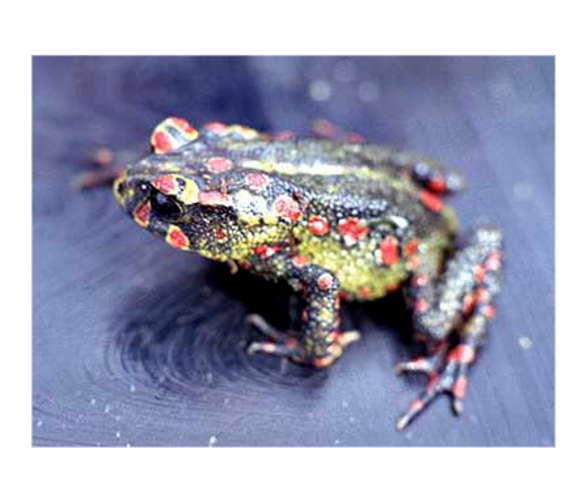 Golden toad | The Learning Zone