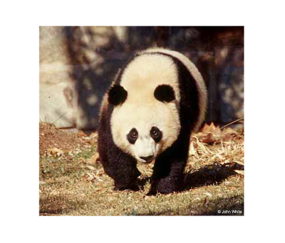 Giant panda | The Learning Zone