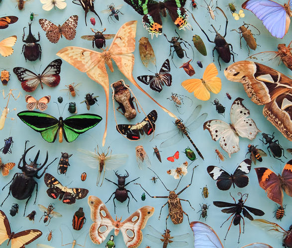 Schaus swallowtail butterfly | The Learning Zone