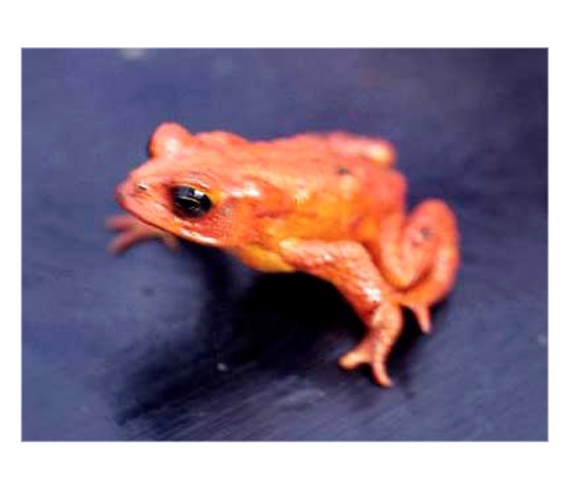 Golden toad | The Learning Zone