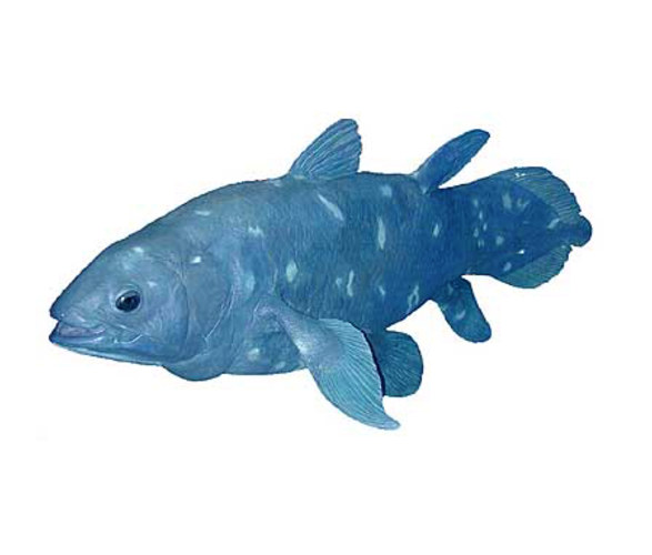 Coelacanth | The Learning Zone