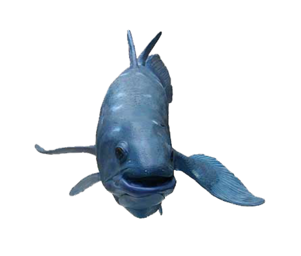Coelacanth | The Learning Zone