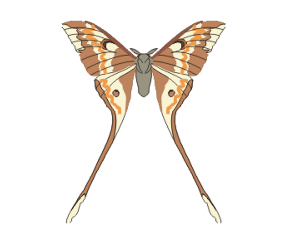 Schaus swallowtail butterfly | The Learning Zone