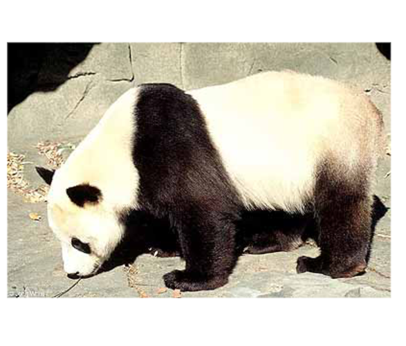 Giant panda | The Learning Zone
