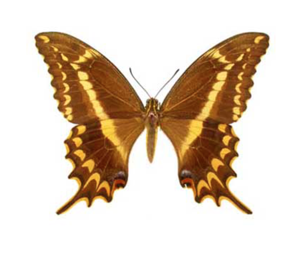 Schaus swallowtail butterfly | The Learning Zone