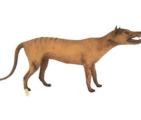Thylacine | The Learning Zone