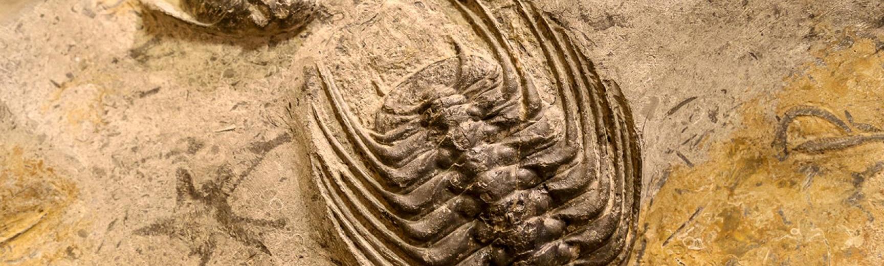 Fossils | The Learning Zone