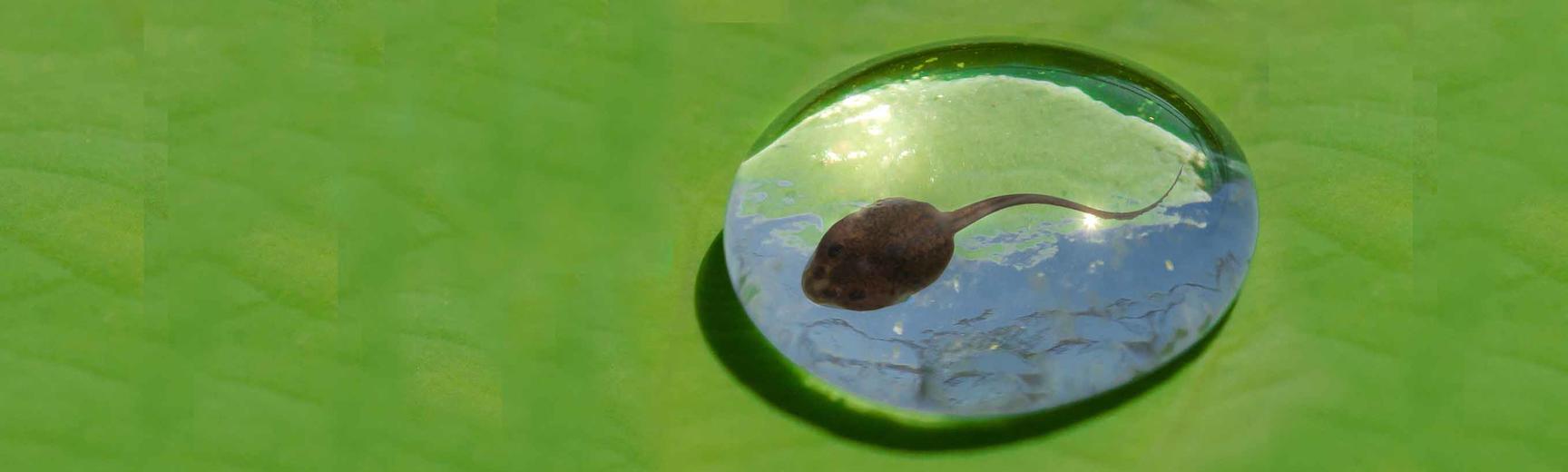 The living animal | The Learning Zone