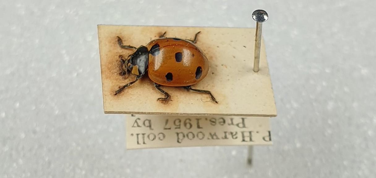 Design your own insect | The Learning Zone