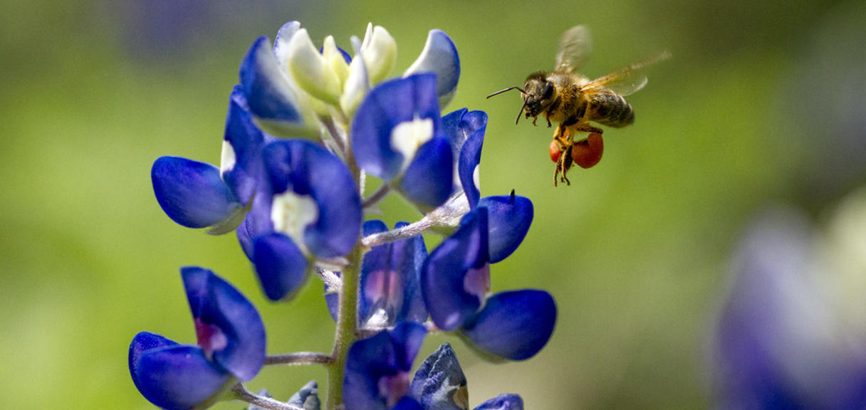 British Bee Diversity | The Learning Zone