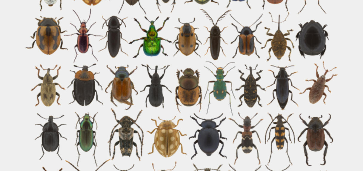 Insects | The Learning Zone