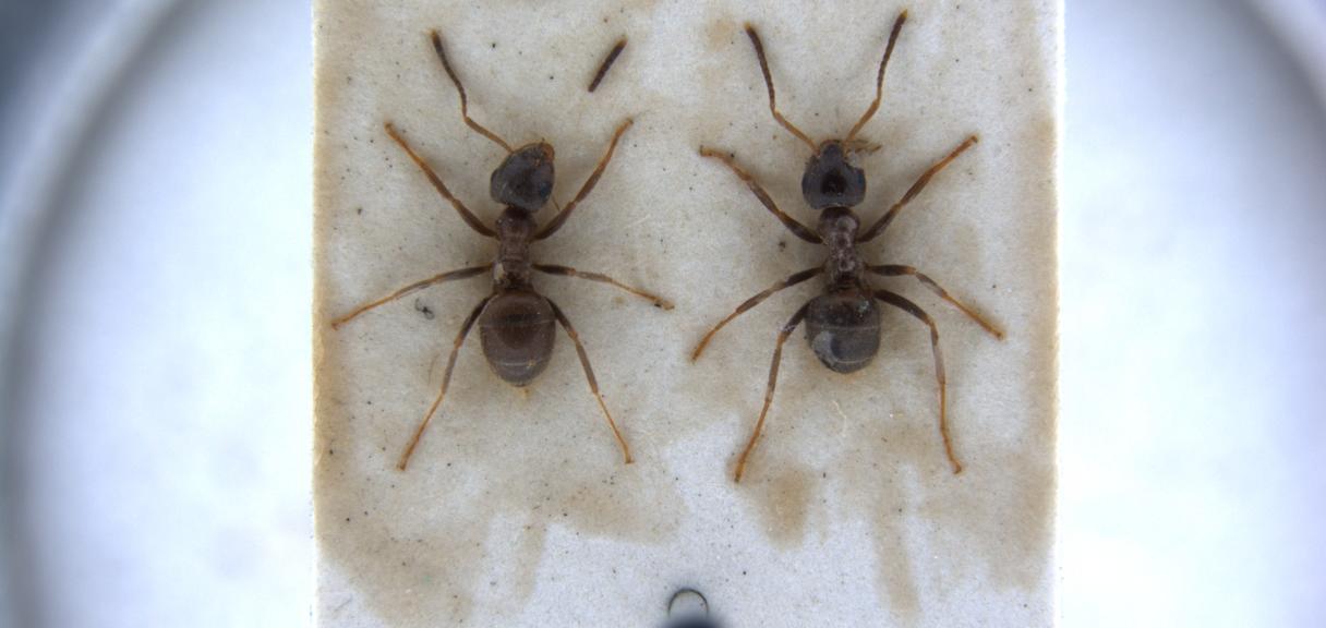 All About Ants Activity | The Learning Zone