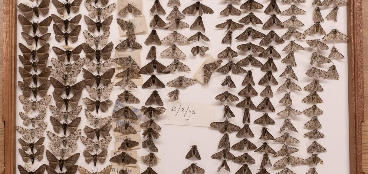 Peppered Moth natural selection experiments | The Learning Zone