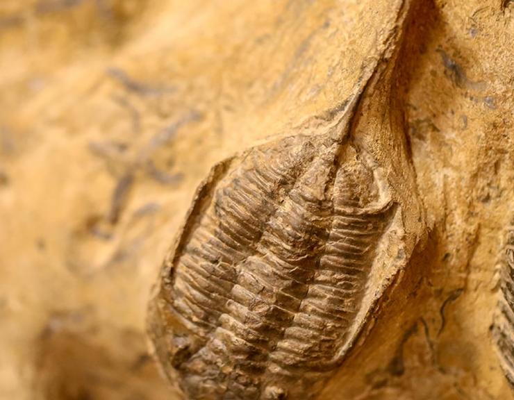 What is a fossil? | The Learning Zone