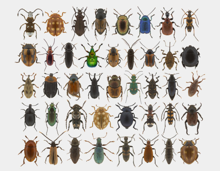 Insects | The Learning Zone