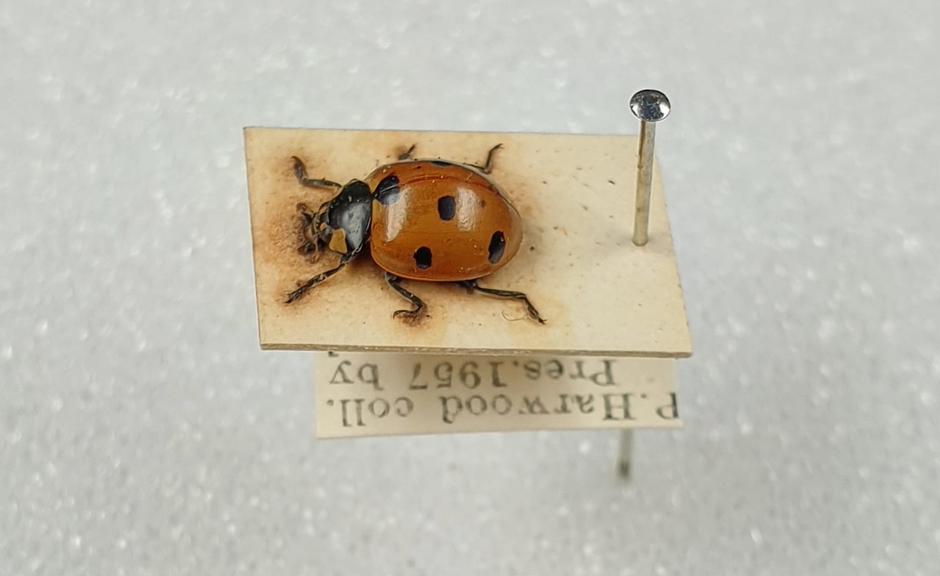 Design your own insect | The Learning Zone