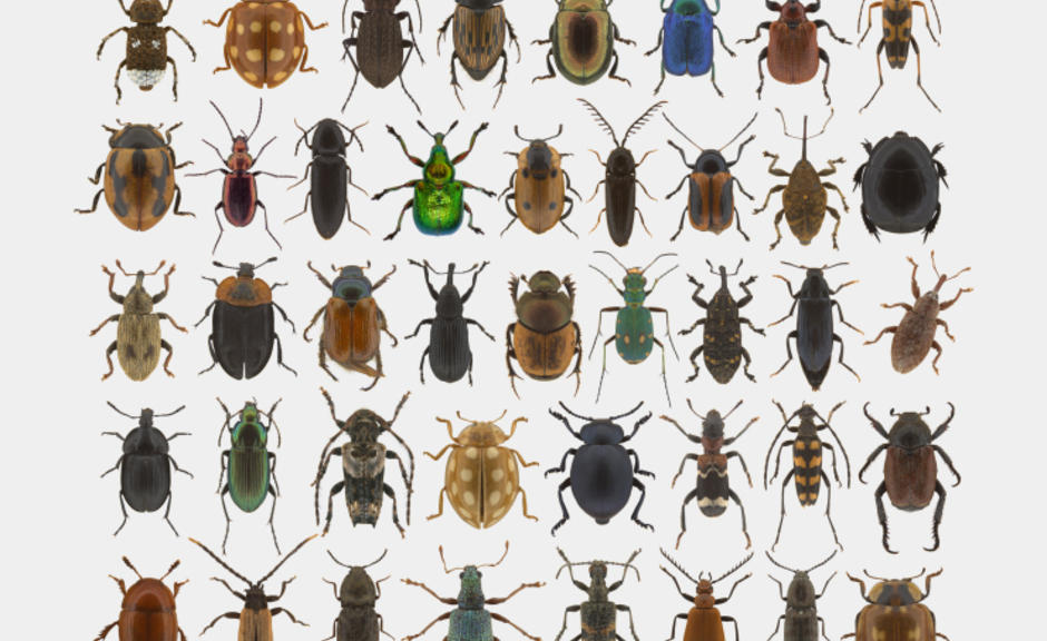 Insects | The Learning Zone