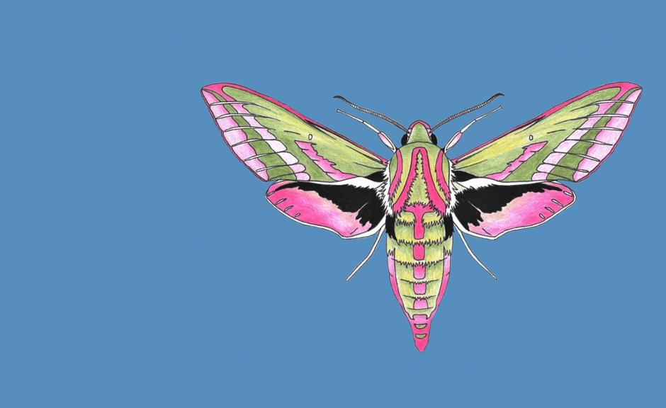 Moth Colouring Sheet | The Learning Zone