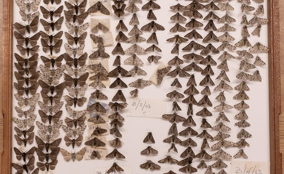 Peppered Moth natural selection experiments | The Learning Zone