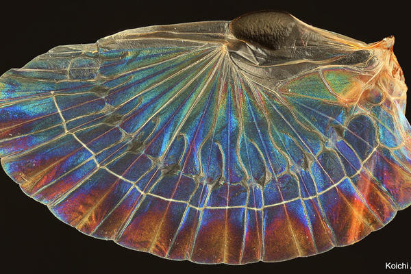 Insects | The Learning Zone