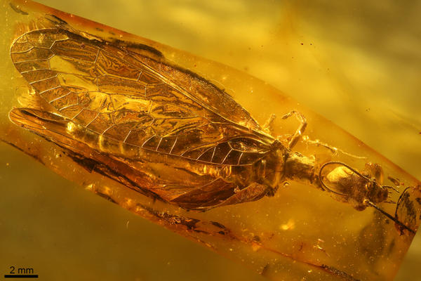 Different types of fossils | The Learning Zone