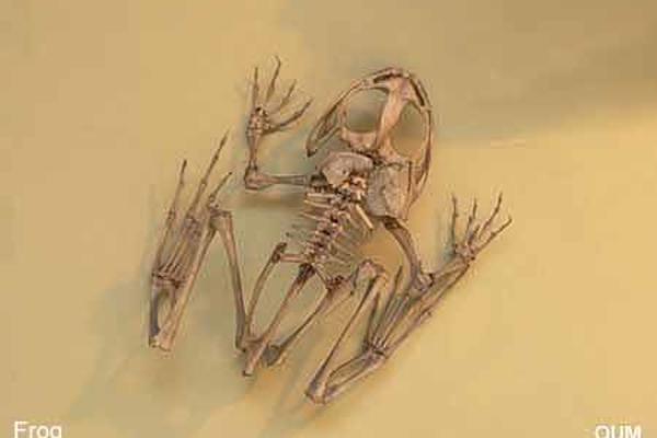 hydroskeleton animals list