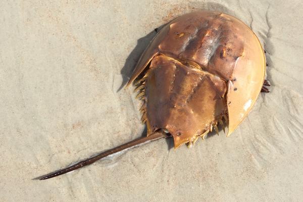 arthropod with shell