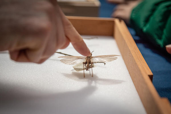 Insects | The Learning Zone