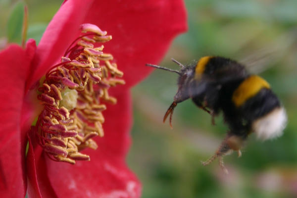 Insects | The Learning Zone