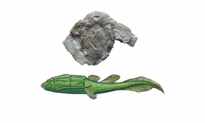 The Devonian | The Learning Zone