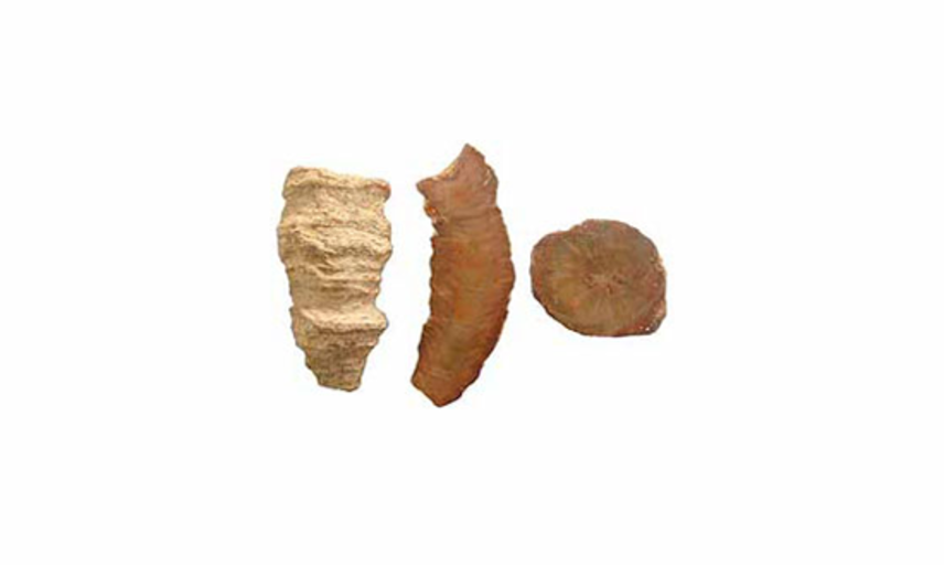 The Carboniferous | The Learning Zone