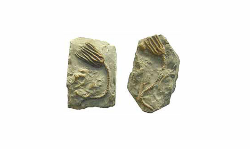 The Silurian, Ordovician and the Cambrian | The Learning Zone