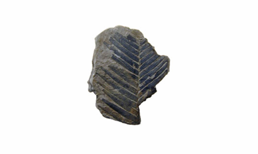 The Jurassic | The Learning Zone