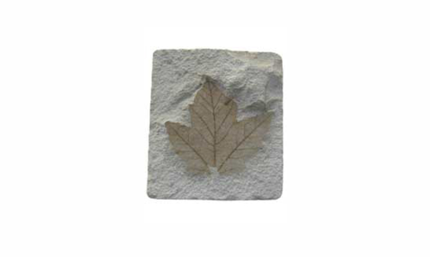 The Caenozoic | The Learning Zone