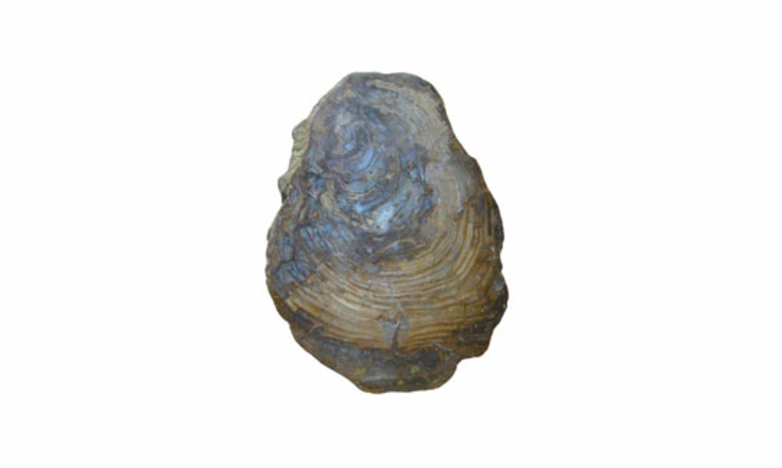 The Triassic and Permian | The Learning Zone