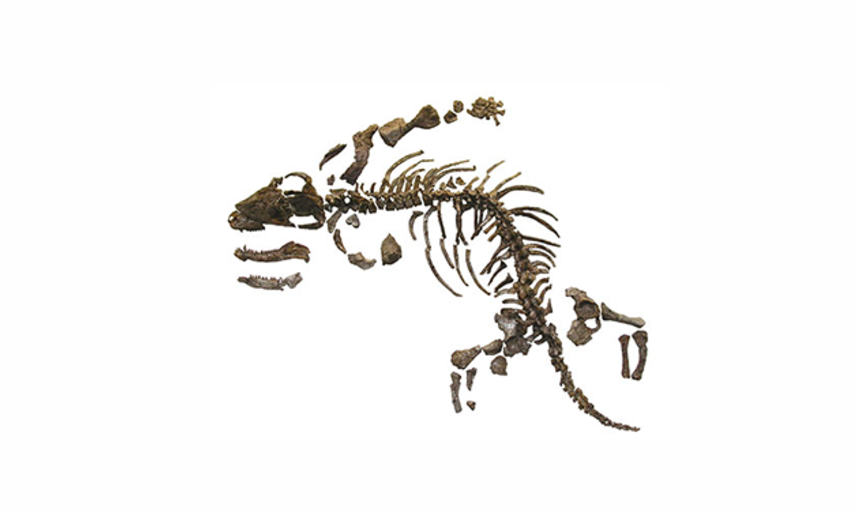 The Triassic and Permian | The Learning Zone