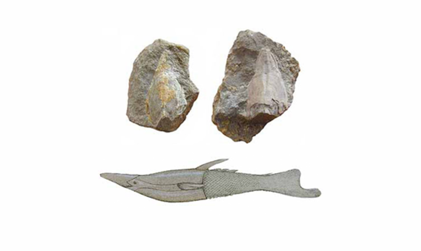 The Devonian | The Learning Zone