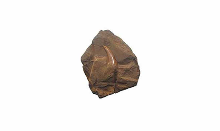 The Carboniferous | The Learning Zone